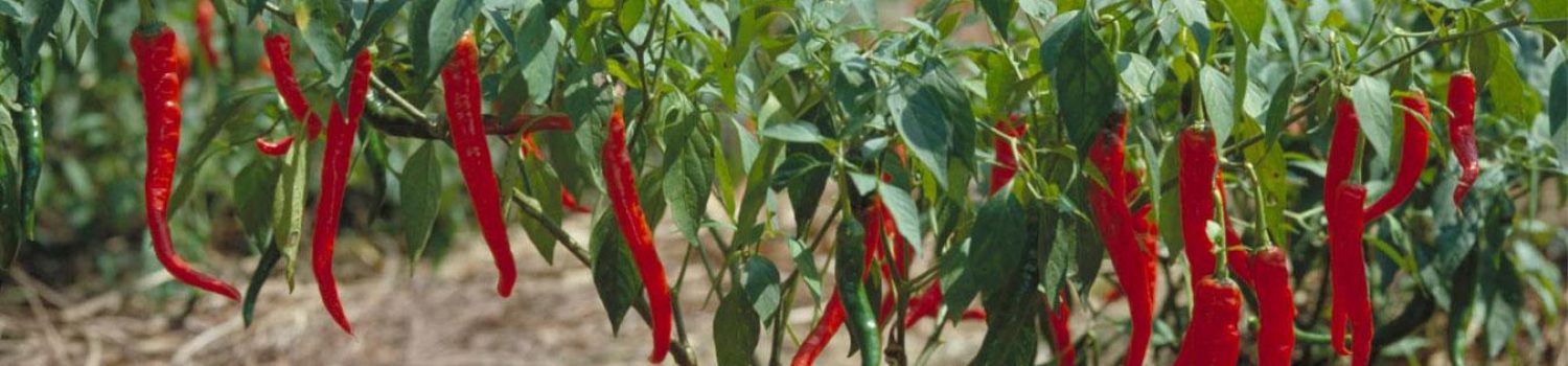 INDO 5 Chilli - Organeck Sources India